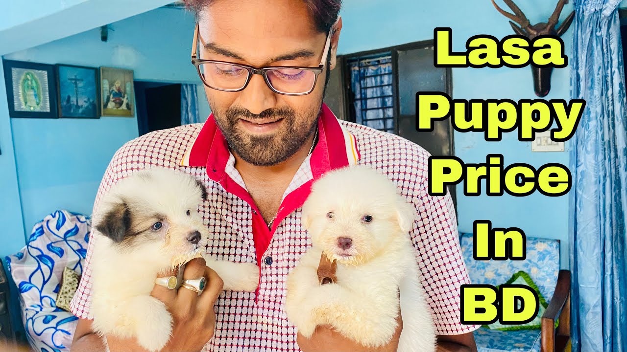 Lasa Puppy Price In Bangladesh | Lasa Puppy For Sale | Lasa Dog For ...