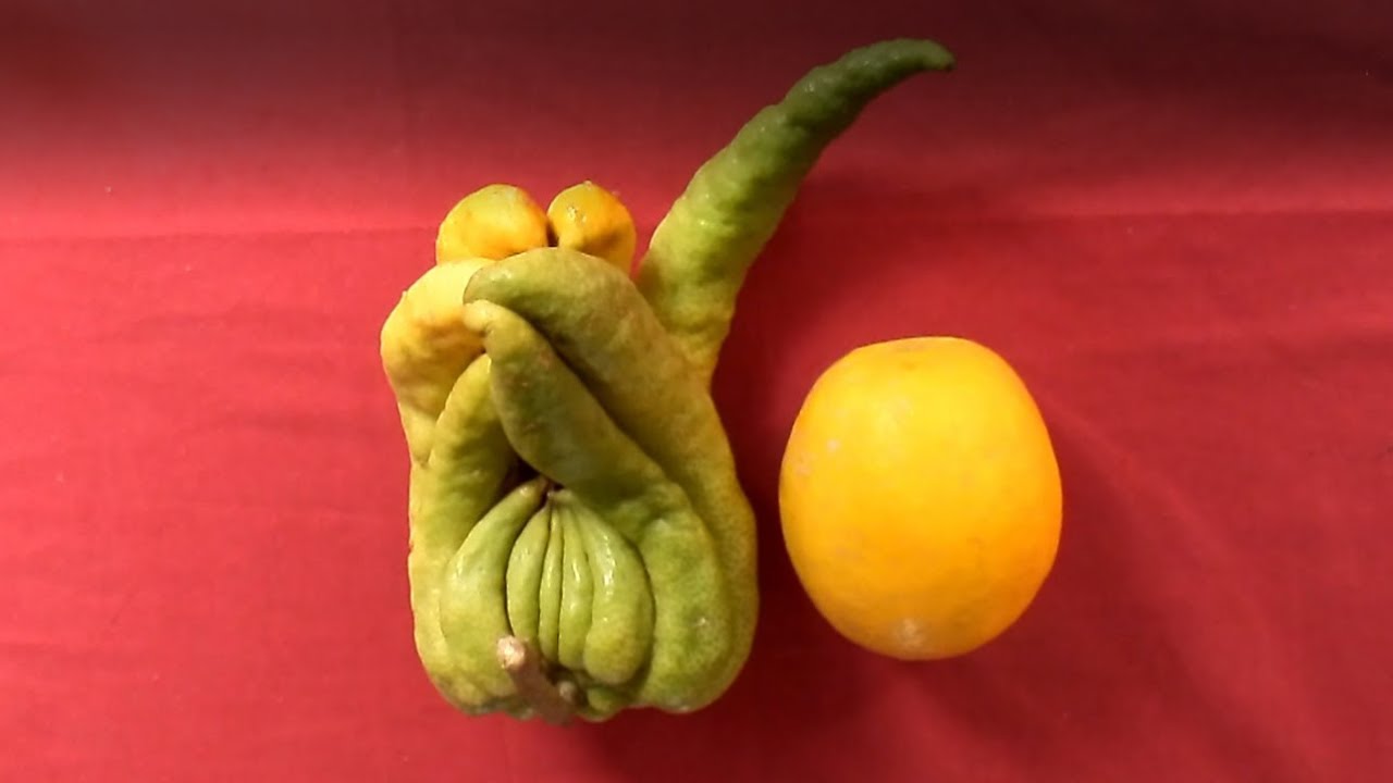 What is Buddha's hand citrus - Citrus medica var. sarcodactylis - YouTube