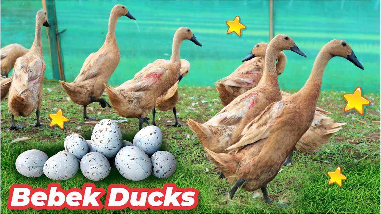 BEBEK BERENANG DI SAWAH BEBEK BERENANG DI SUNGAI BEBEK ADUS KALI BEBEK ...