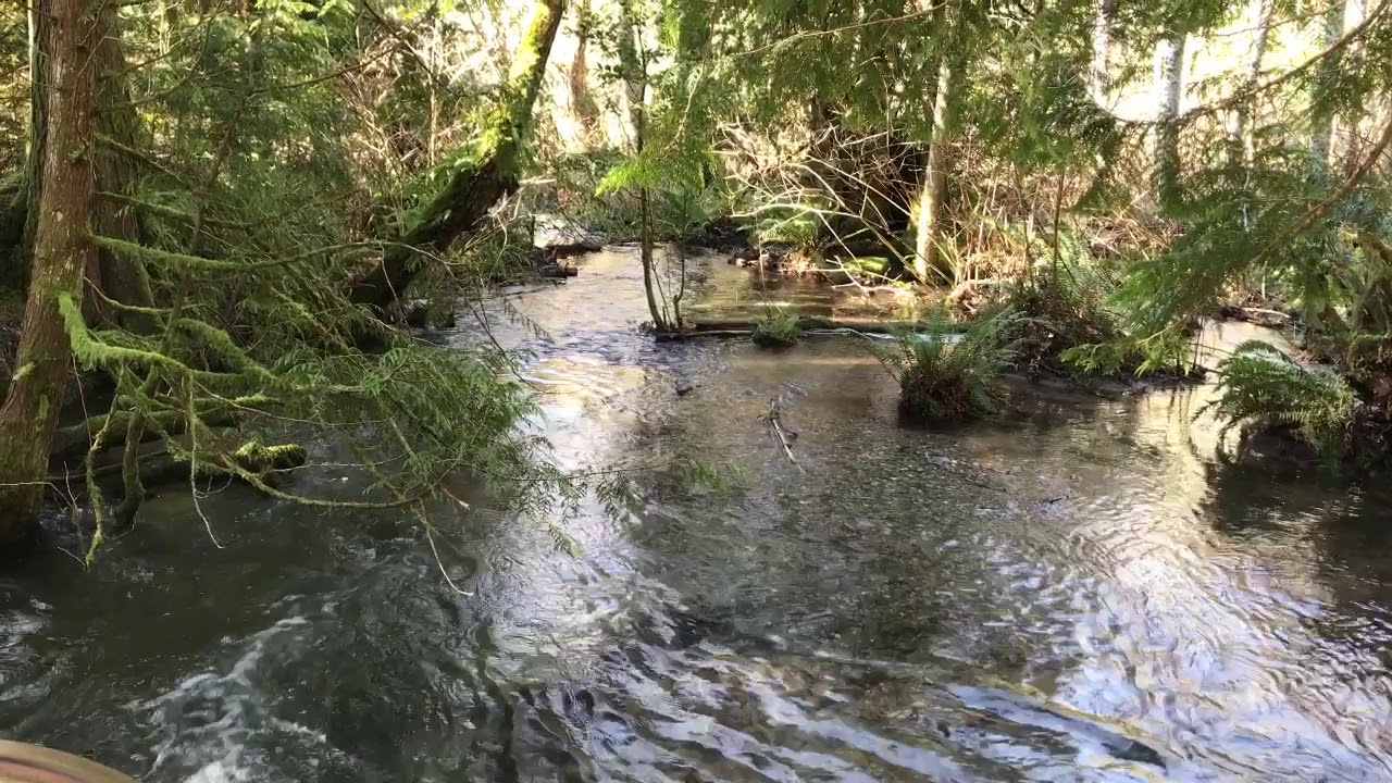 2/19/2020 Hiking in Tiger Mountain trail Issaquah WA - YouTube