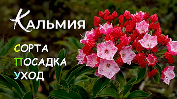 Как выглядит кустарник Кальмия? Ответов на вопрос: 15