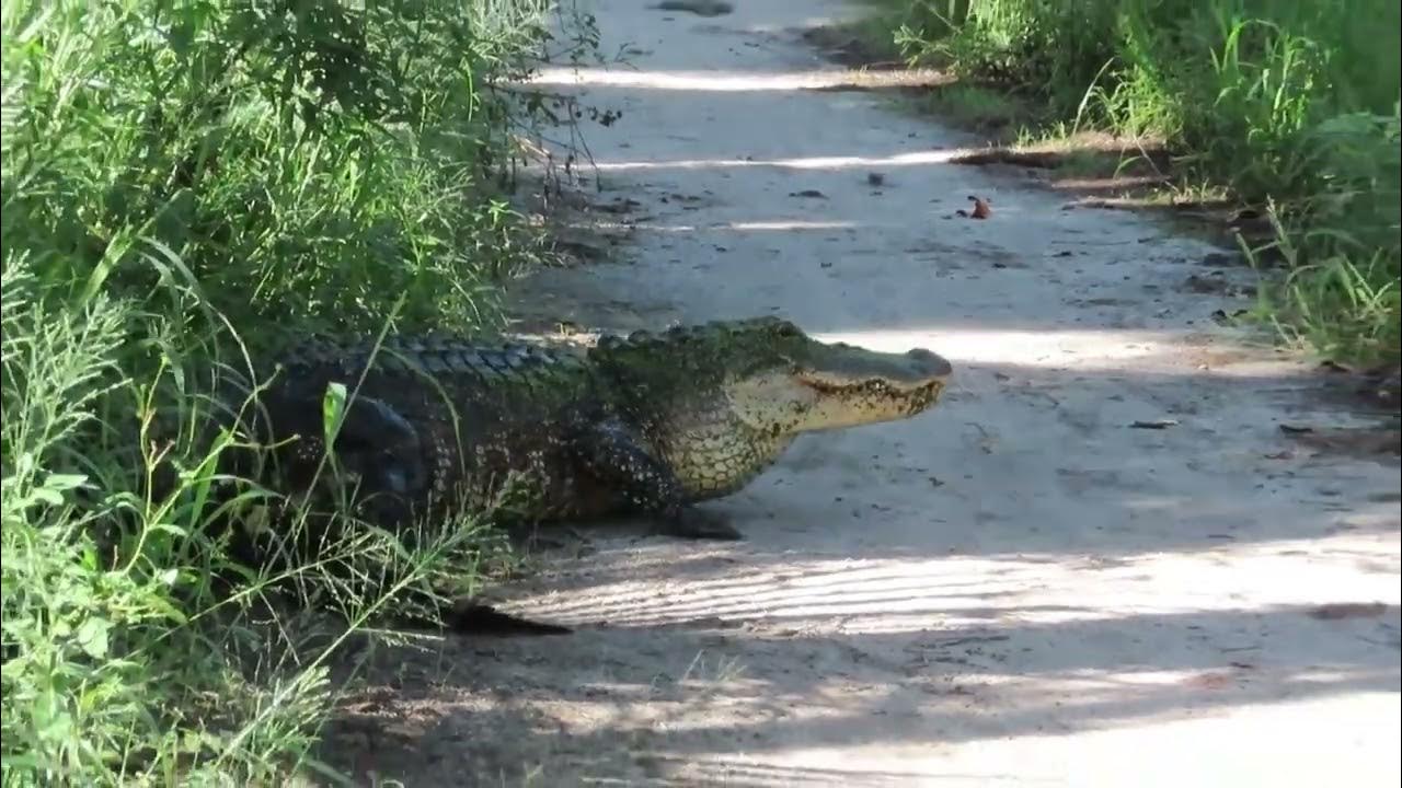 CIRCLE B BAR RESERVE - Wildlife -Flowers - Macro - YouTube