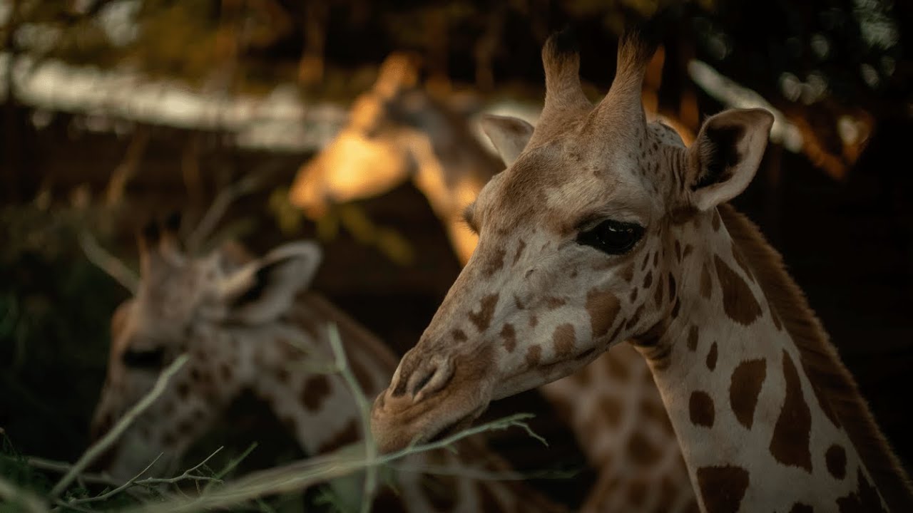 Operation Sahel - Giraffe Conservation in Niger - YouTube