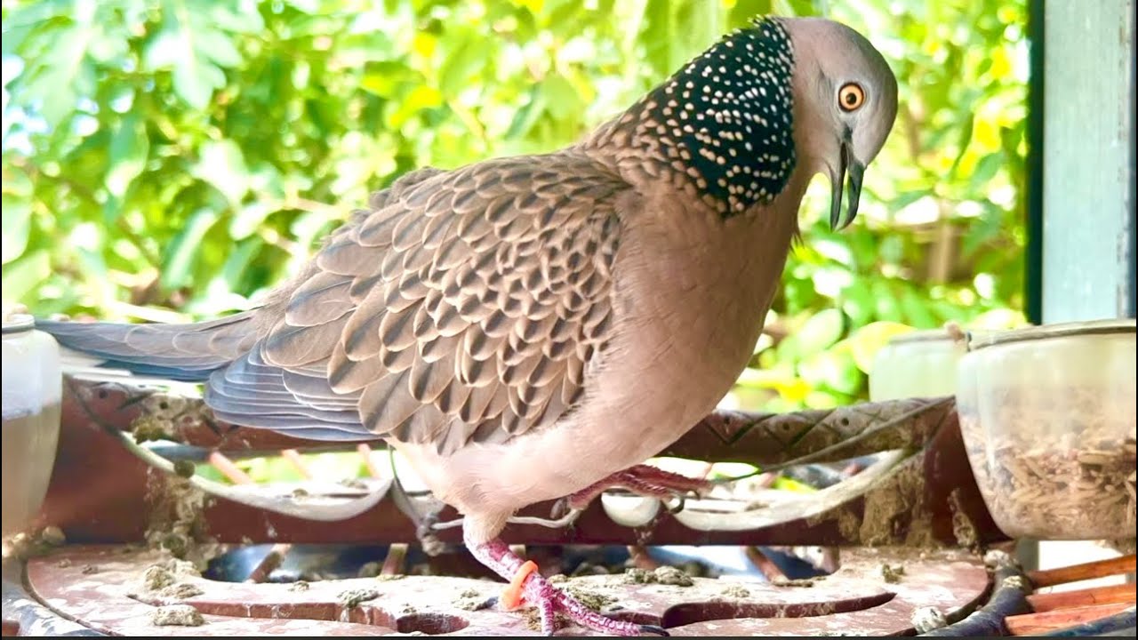 Sound at home, Lovely Sound Singing, Lovely Dove. Dove Animal - YouTube