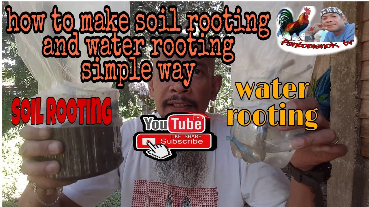 How to make soil rooting and water rooting simple way - YouTube