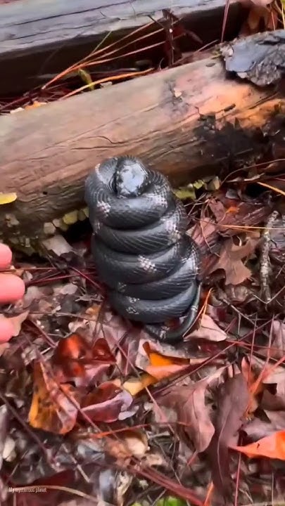 most Dangerous snake in the world 😯 #inlandtaipan - YouTube