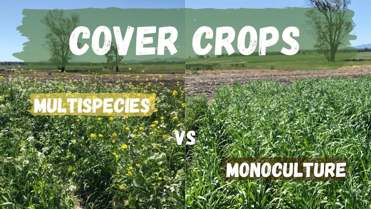 Multispecies Verses Monoculture Cover Crops | Regenerative Agriculture ...