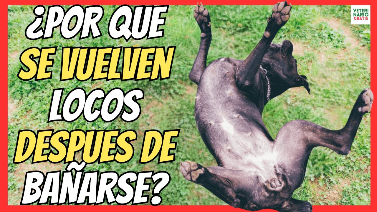 🔴 ¿PORQUE LOS PERROS SE VUELVEN LOCOS DESPUÉS DE BAÑARLOS? 🔴 - YouTube