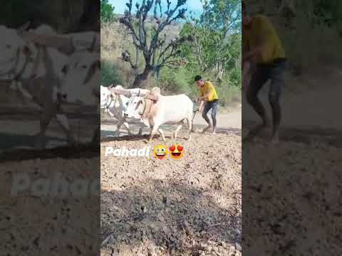 pahadi kheti HAL chalana - YouTube