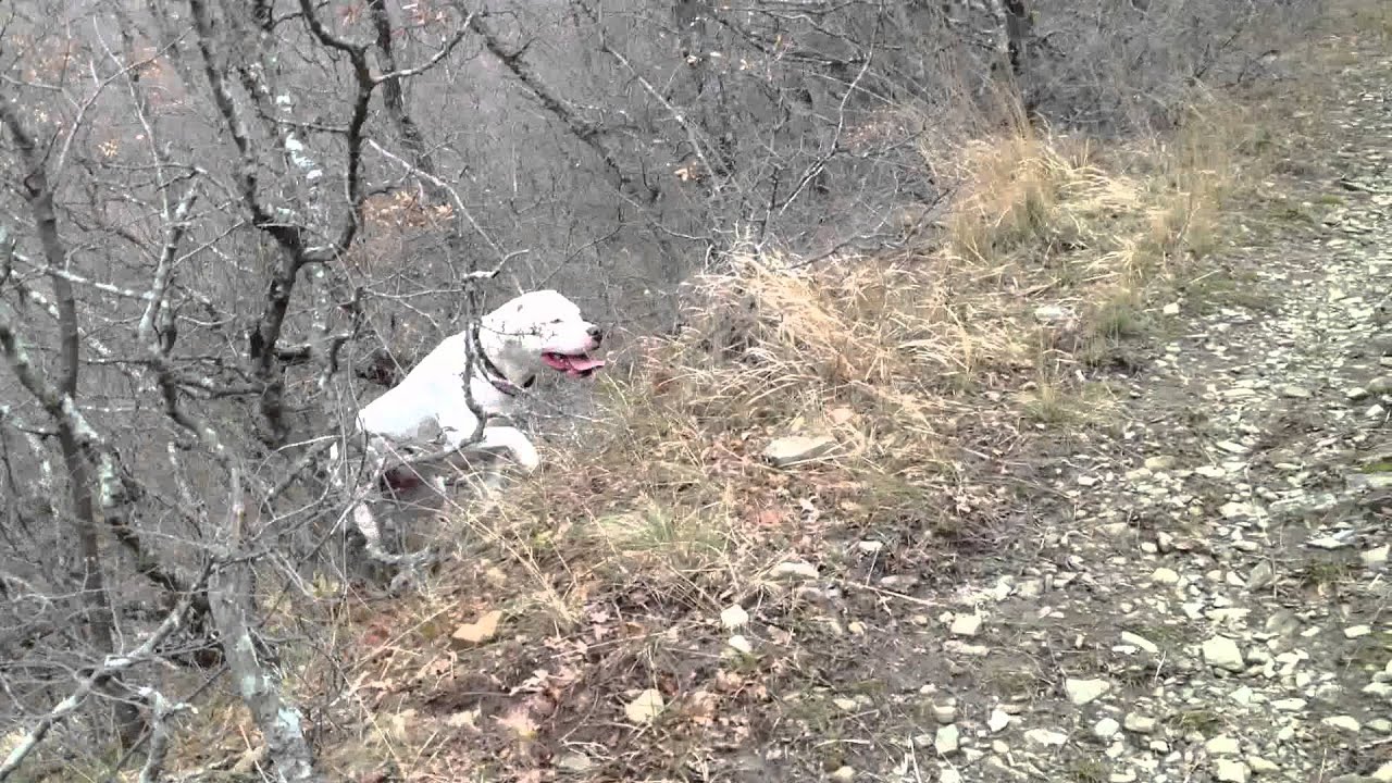 Perro Pelea Cordobes Huera - YouTube