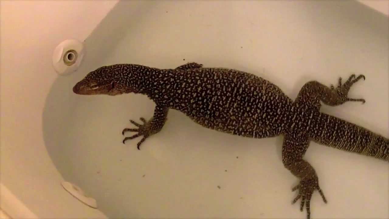 Mangrove Monitor update - YouTube
