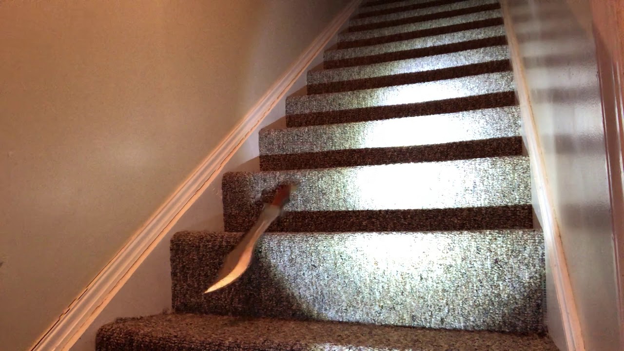 mystery stair drop #4! It's all fun and games until you poke your eye ...