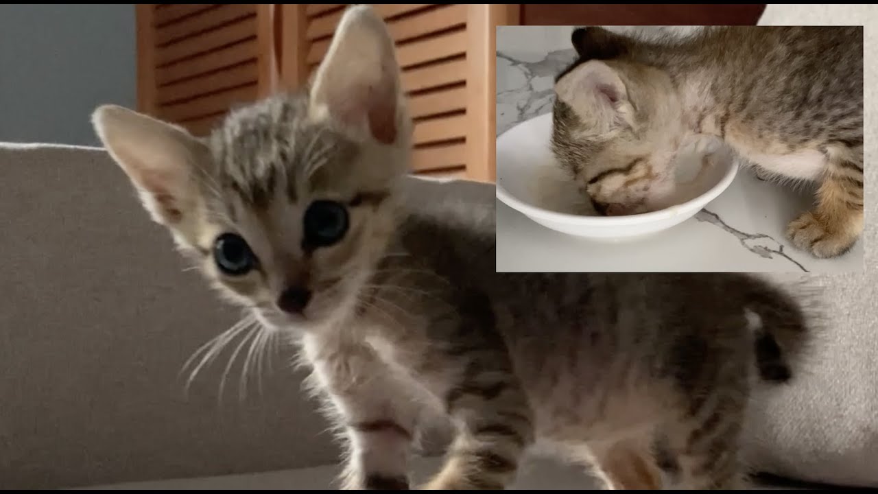 Raising An Abandoned Kitten (Pickle) Eating & Jumping - YouTube