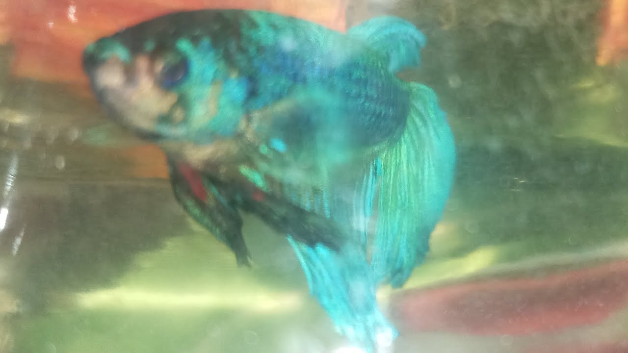 Fish Life Night Time Day 13 Part 39 TOP 10 is live - YouTube