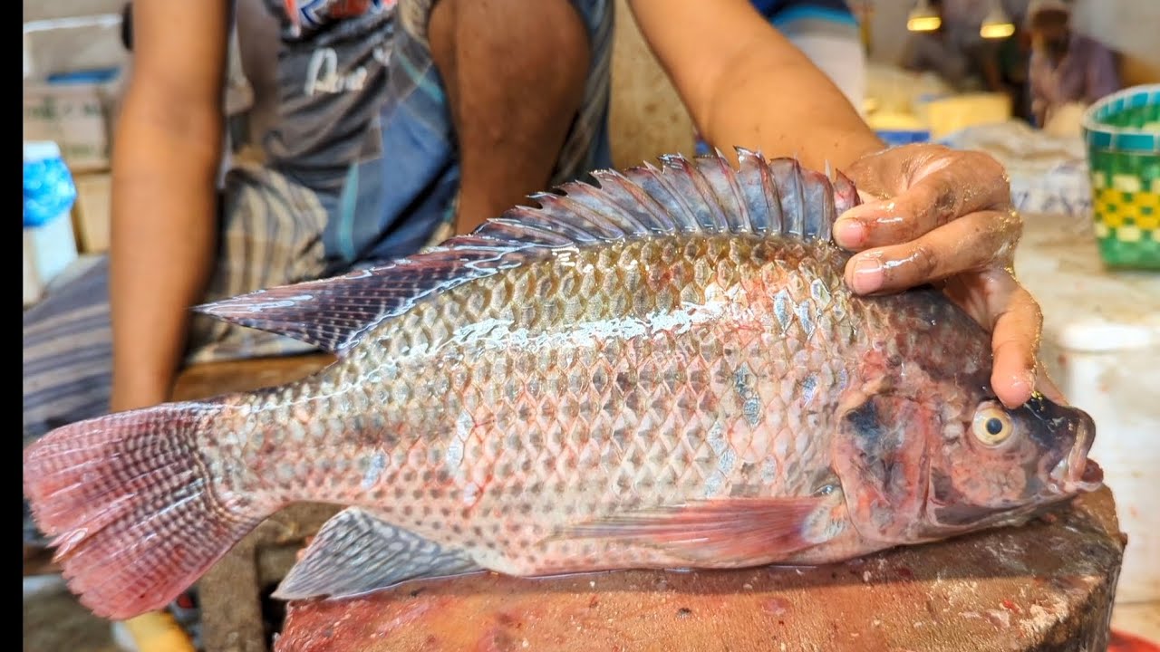 Amazing Tilapia Fish Cutting Skills In Bangladesh Fish Market | Fish ...