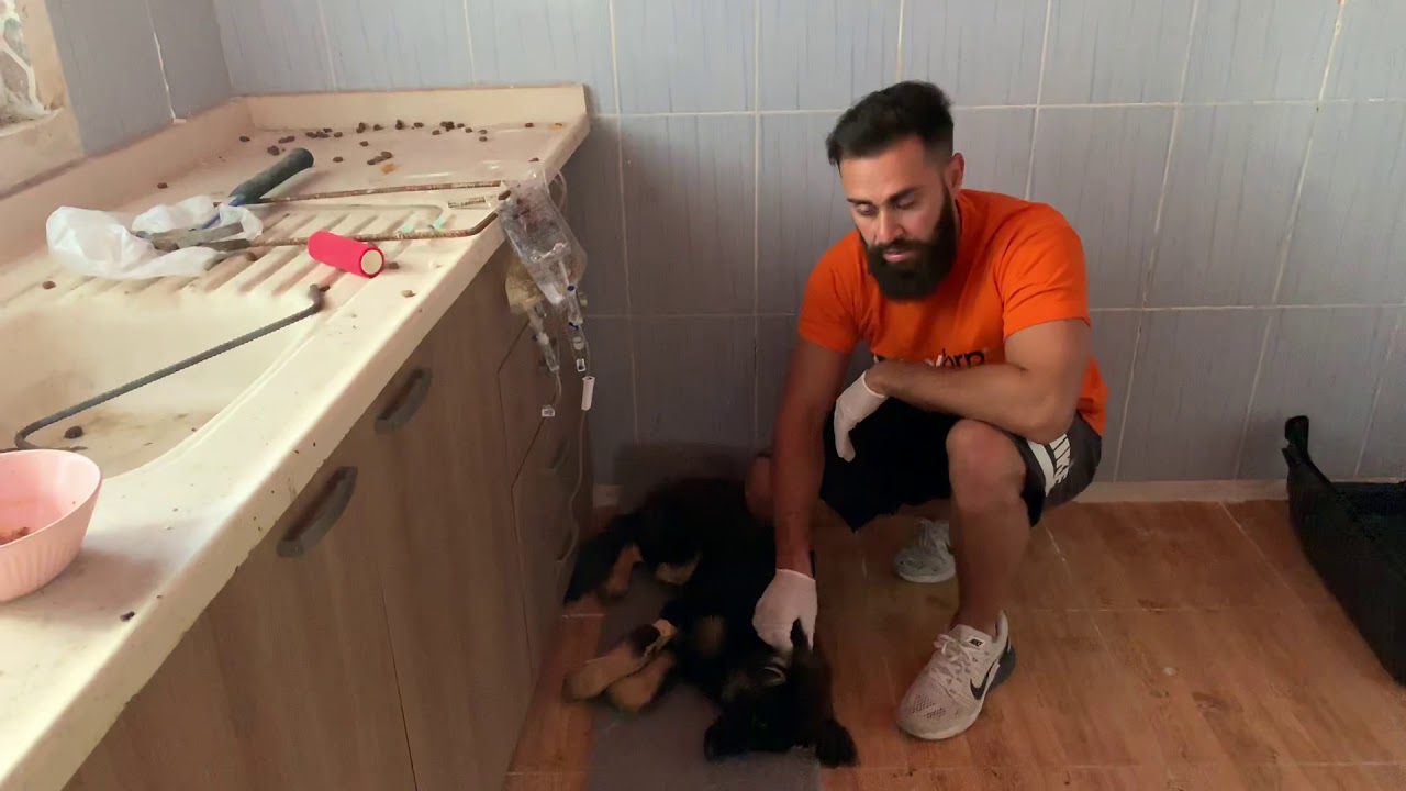 Dog on her last breaths rescue failed - YouTube