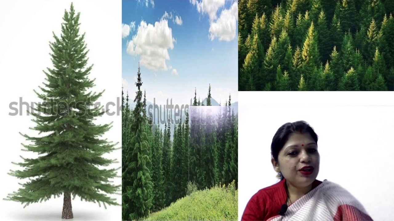 #Introduction The Little Fir Tree for Class-IV by Mrs.Puja (Didiji ...