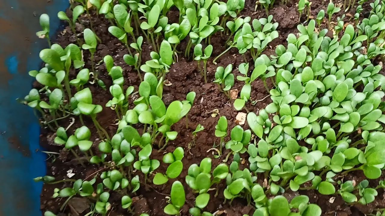 Growth updates of Uluva seeds - YouTube