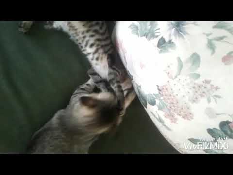 SİMBA  İLE KİMYON KAVGA EDİYOR / 😼