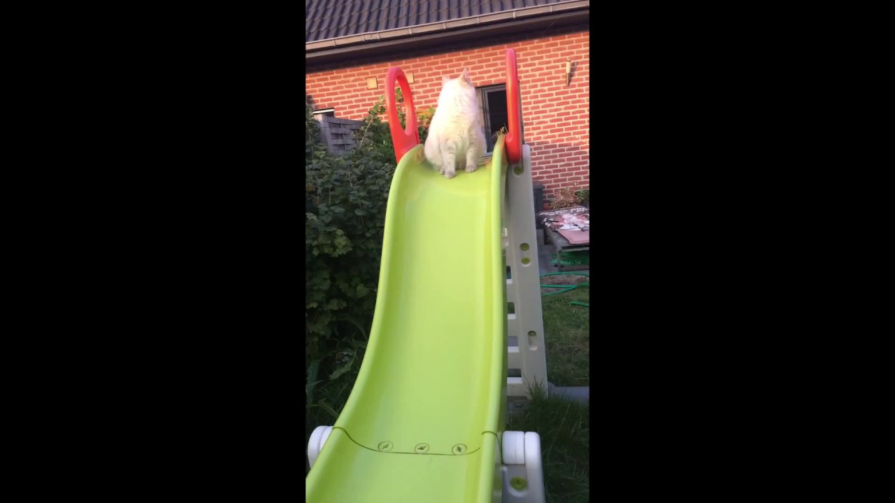 sliding cat - YouTube