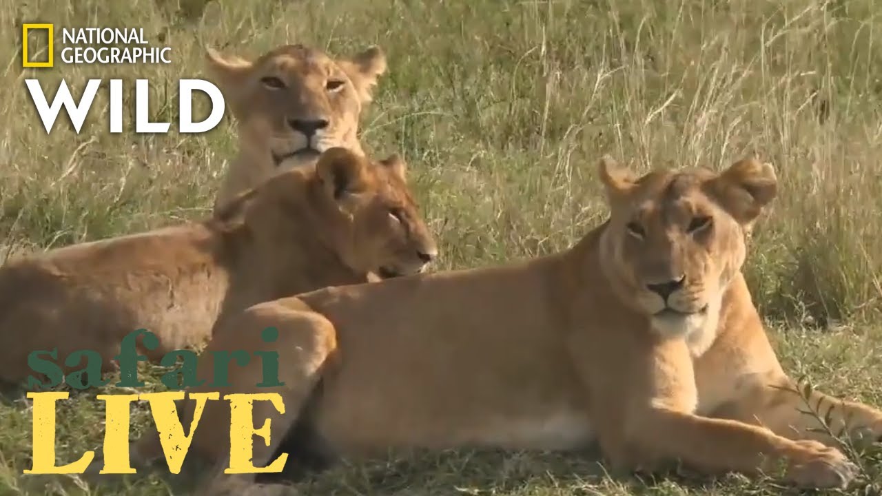 Safari Live - Day 200 | Nat Geo Wild - YouTube