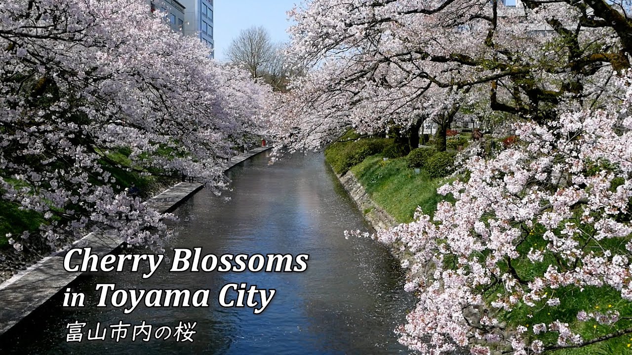 Beautiful Cherry Blossom Spots in Toyama City - Matsukawa River - YouTube