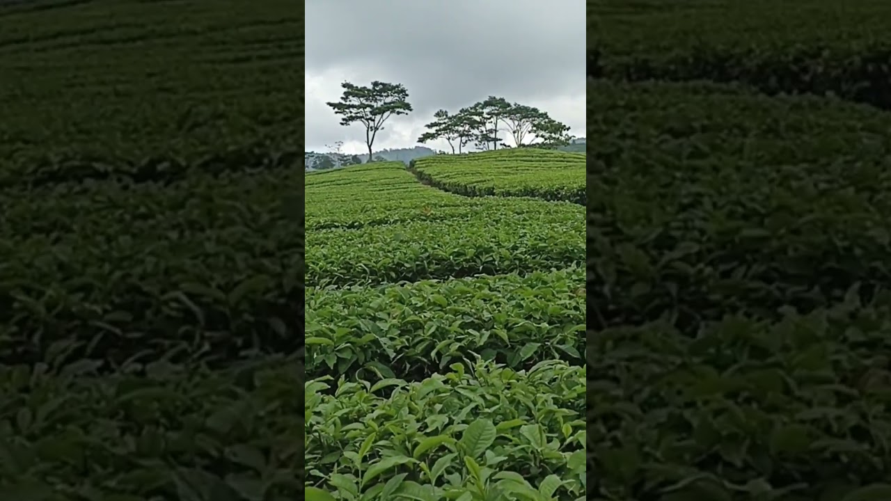 Menjelang Panen Teh segar - YouTube