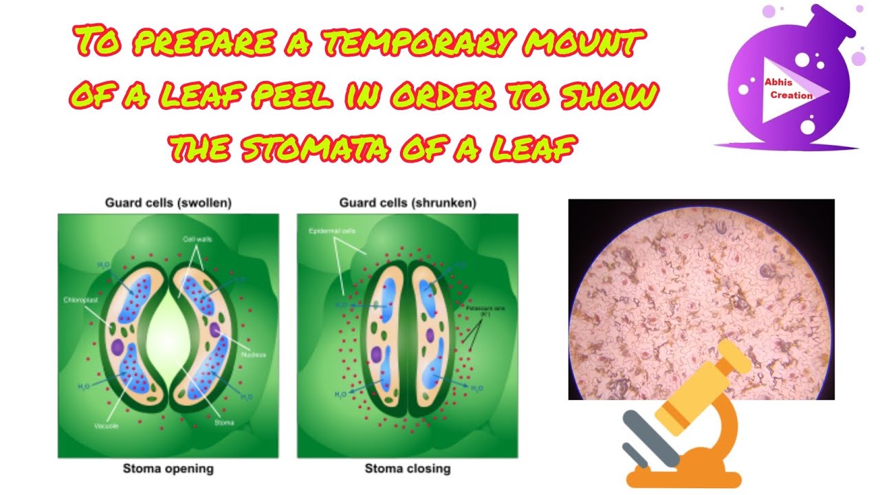 To prepare a temporary mount of a leaf peel in order to show the ...