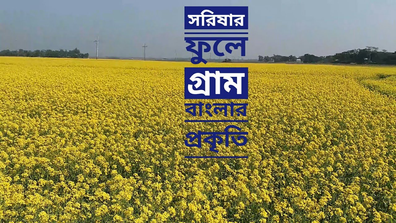 সরিষার মাঠে গ্রাম বাংলার প্রকৃতি |Mustard field|Natural Beauty of ...
