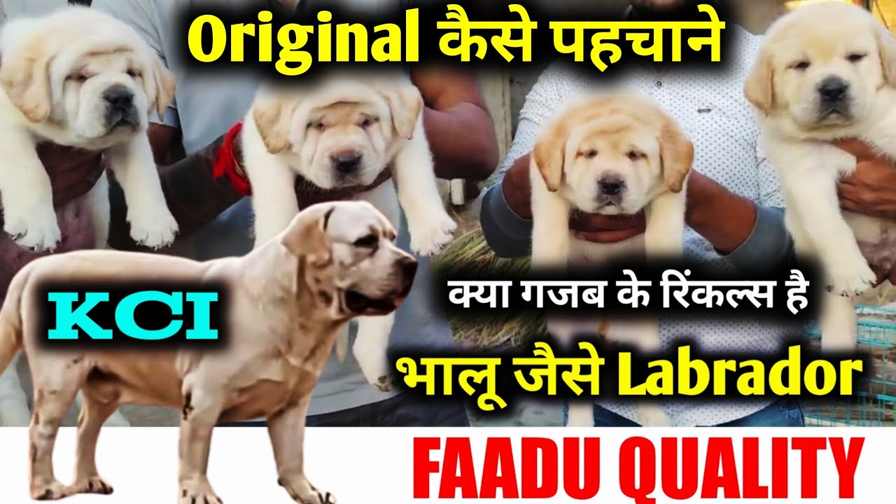 Father Kci 🔥 | Full top quality | Ultimate labrador puppies for sale ...