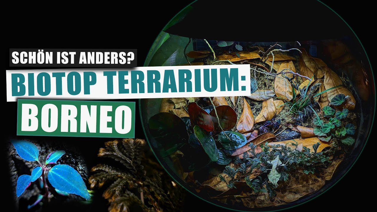 Borneo Biotop Terrarium im BiOrb - wir Bauen was Besonderes - YouTube