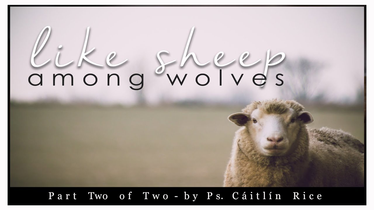 Sheep amongst Wolves - part Two of Two (Final) - YouTube