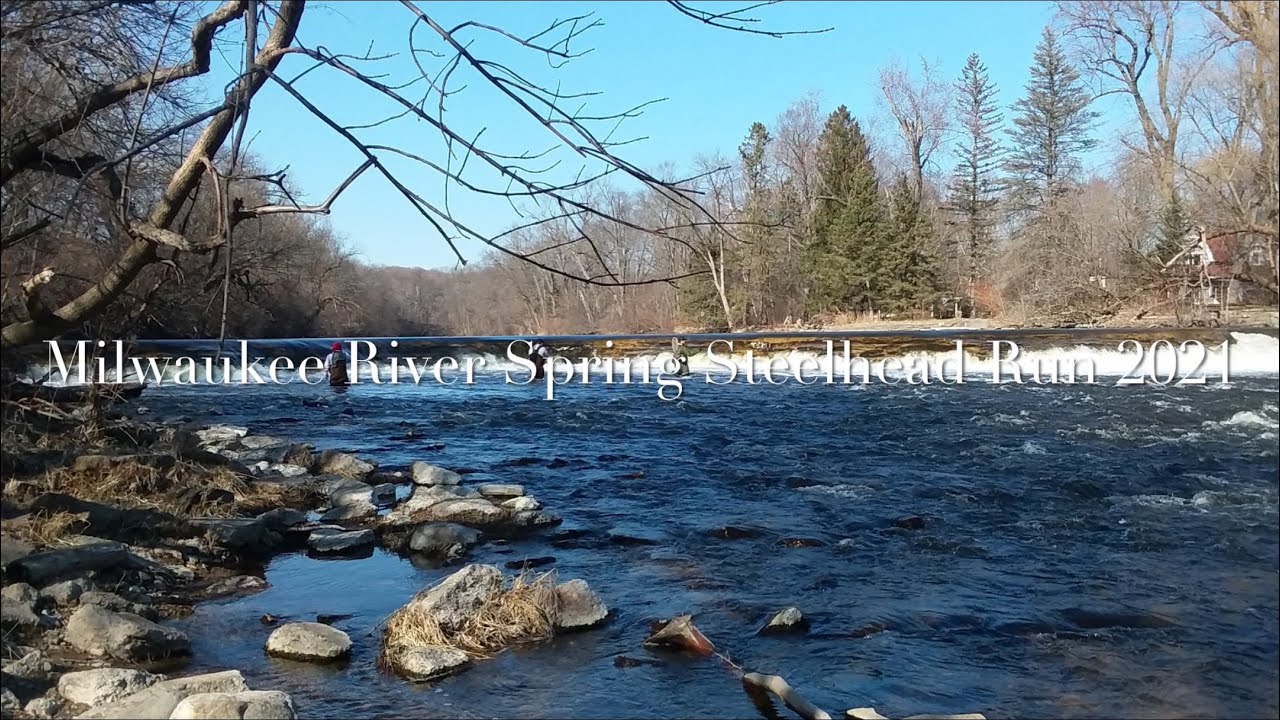 Milwaukee River Spring Steelhead Run 2021 春季虹鳟鲑鱼洄游 - YouTube
