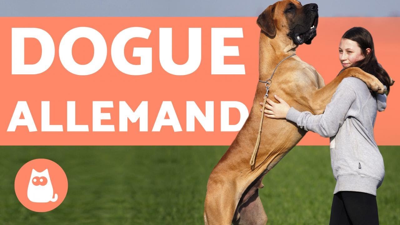 Dogue Allemand ou Grand Danois - Chien GÉANT - YouTube