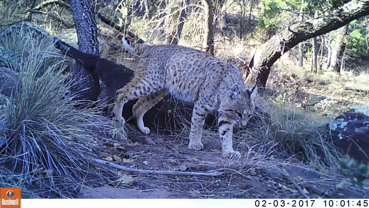 Bobcat caching a feral hog carcass - YouTube