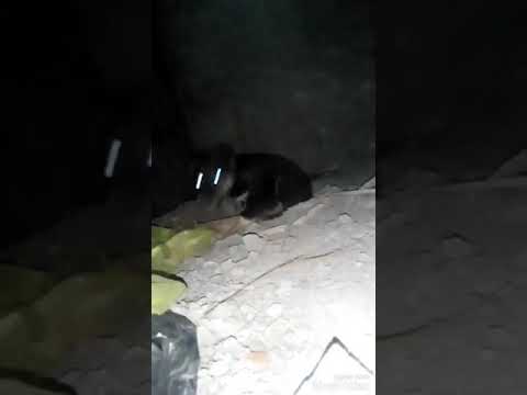 İt & Pişik fight