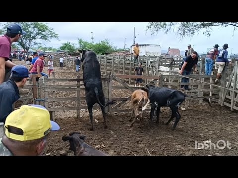 boi bravo pula a cerca - YouTube