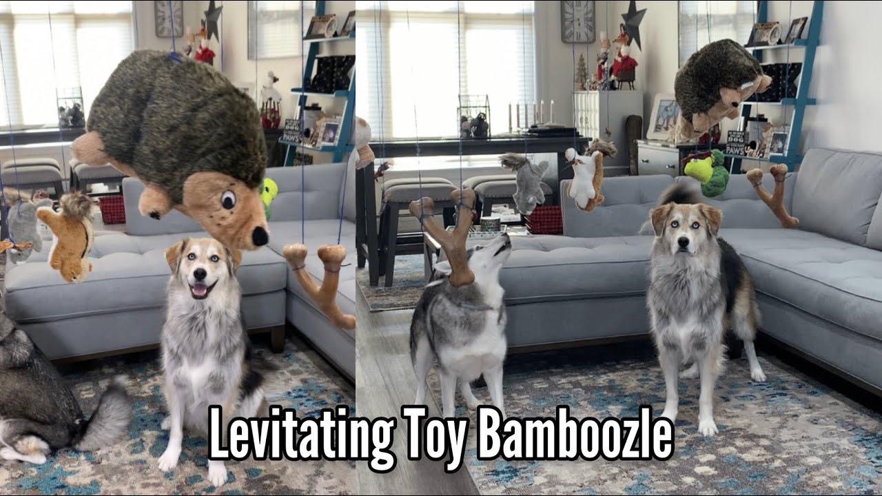 Dogs Confused by Toys Hanging From Ceiling- FUNNY PRANK - YouTube