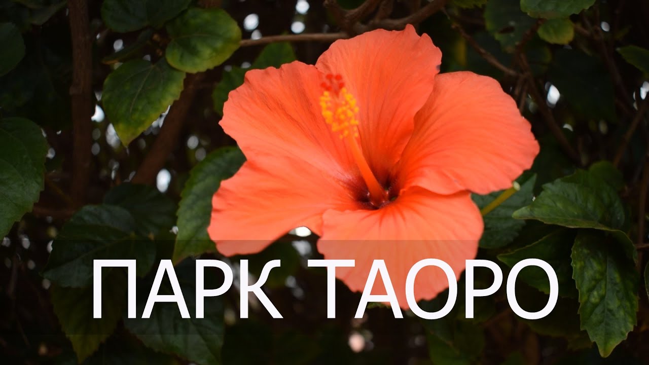 🍃ТЕНЕРИФЕ Парк Таоро Пуэрто де ла Крус/Taoro Parque Spain Puerto de la ...