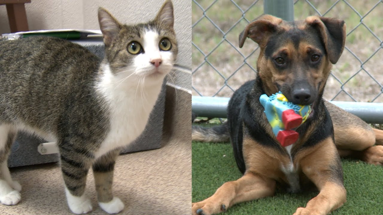 Pets of the Week 08/13/18 - YouTube