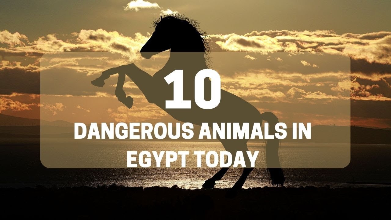 Travelling to Egypt? Top 10 most dangerous Animals you can meet - YouTube