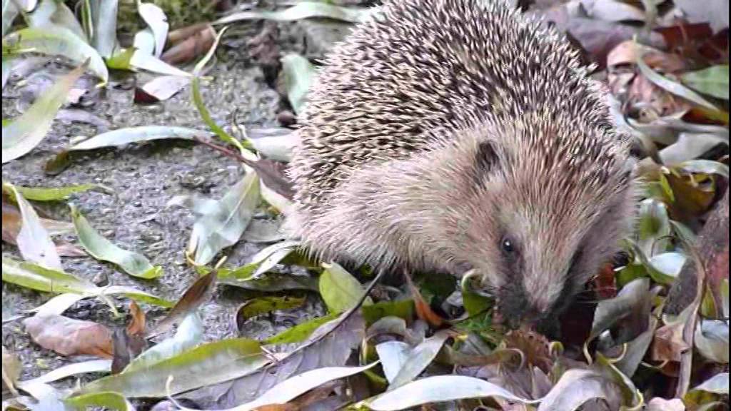 Igel frisst und trinkt - YouTube