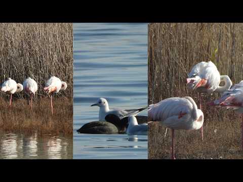 DUCKS AND FLAMINGOS IN THE BLUE WATERS OF THE SEA | CAT TV