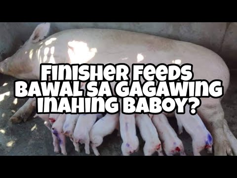 Finisher Feeds Bawal sa Gagawing Inahing Baboy? - YouTube