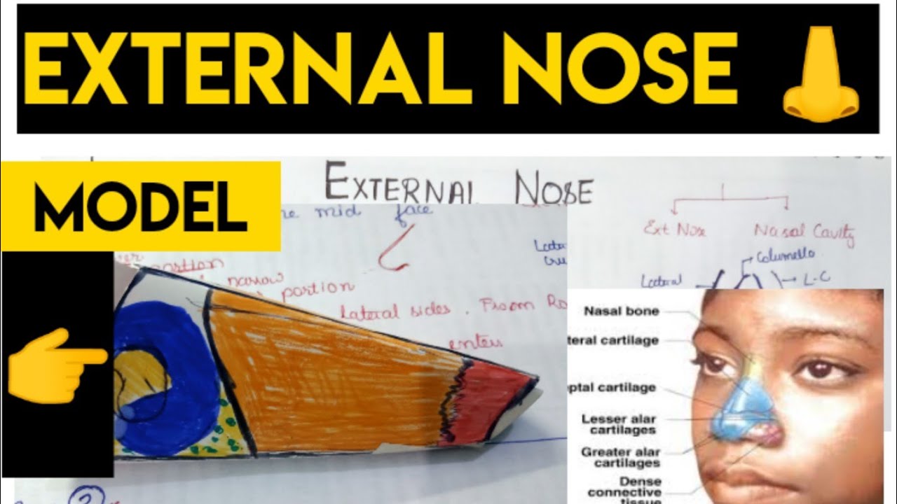 Nose Anatomy - External nose 👃 👃 - YouTube