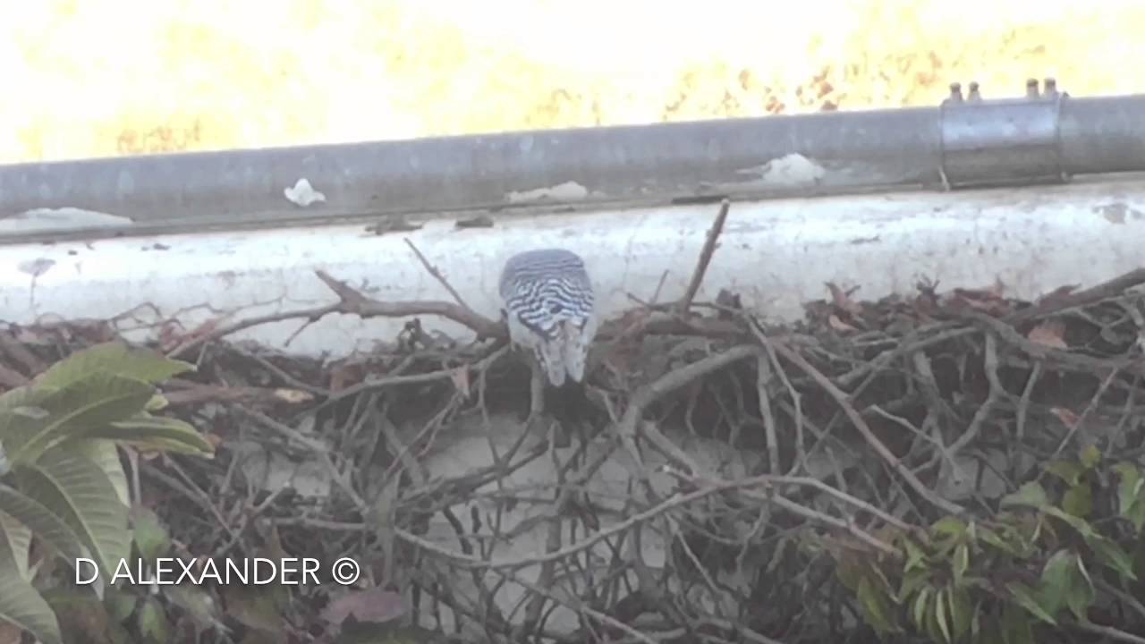 Carpintero Cheje macho (Melanerpes aurifrons) - YouTube