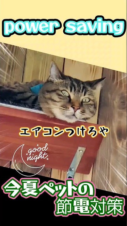 #節電対策に#猫の夏バテ防止#猫のいる暮らし #癒し#ねこのいる生活 #ねこ動画#power saving - YouTube