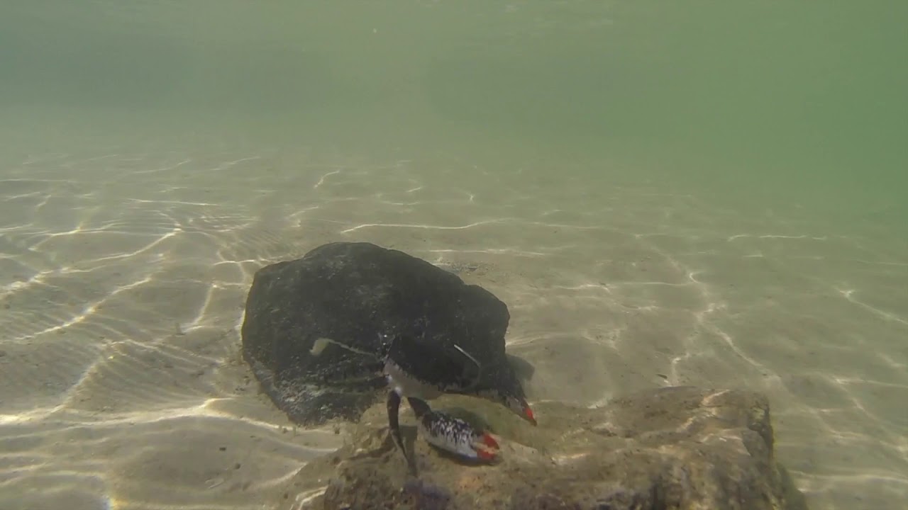 SMASH CRAB _ Highlight Video - YouTube