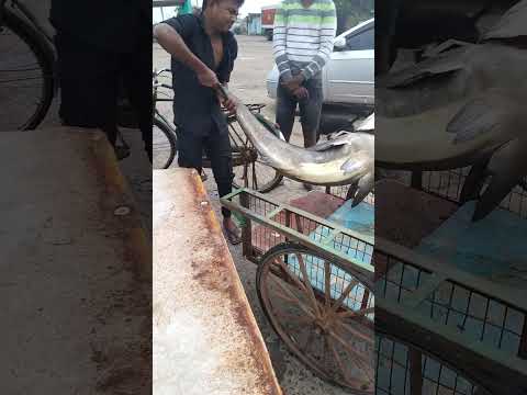 kadavara fish cutting 38kg