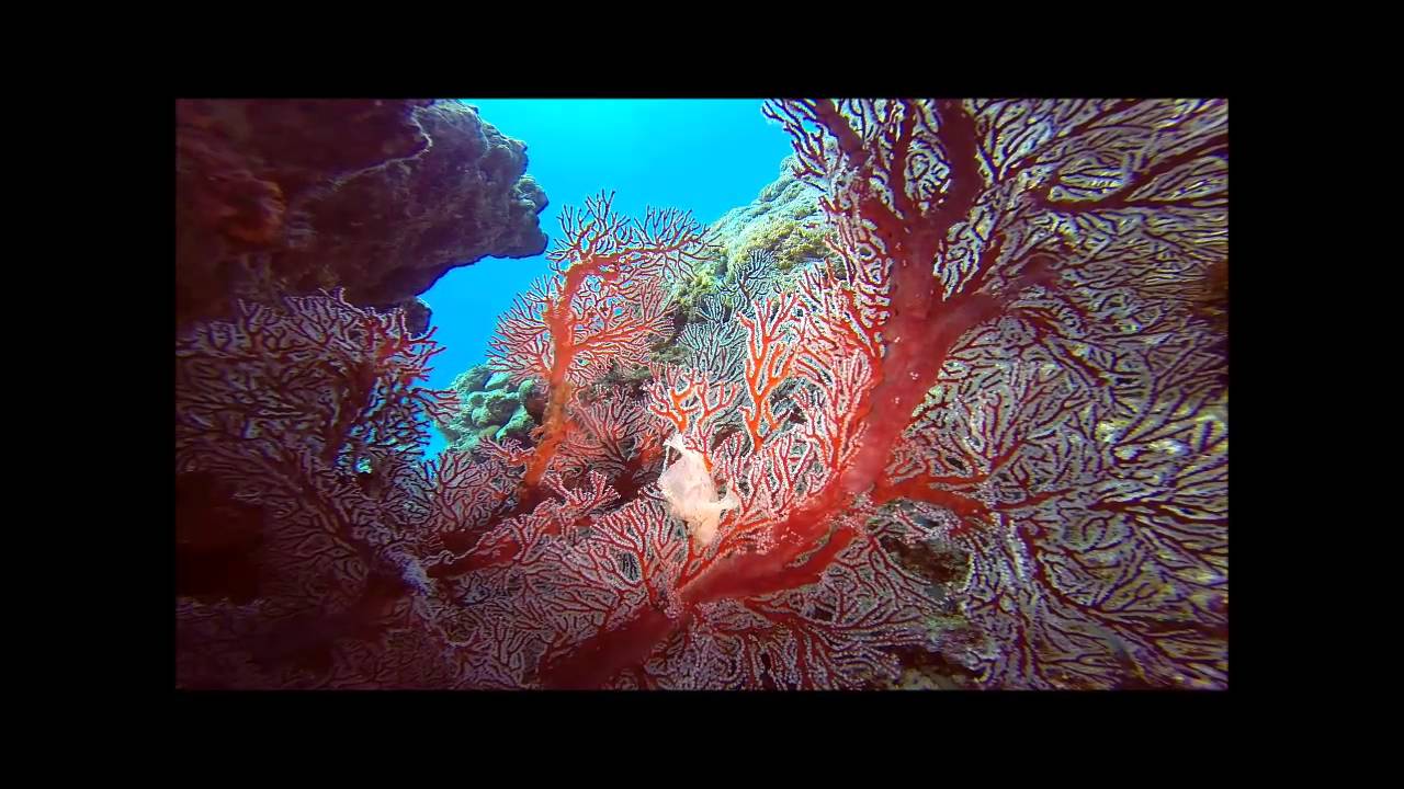 [ASMR] Scuba Diving in OKINAWA Minnna I's / Uncut 21min - YouTube
